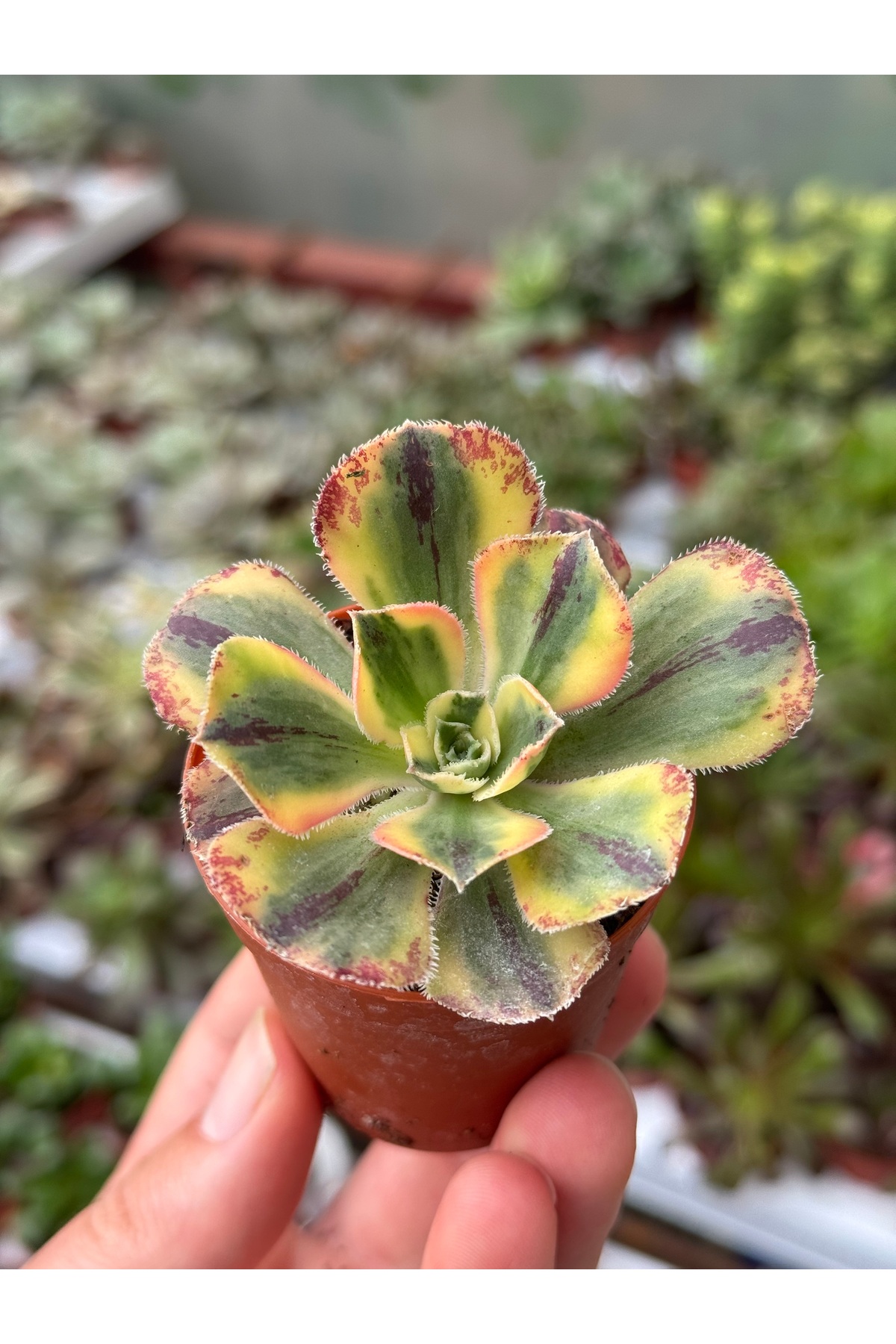 Aeonium ‘Marnier-Lapostolle Variegatum’ Kore ithal koleksiyonluk özel ...